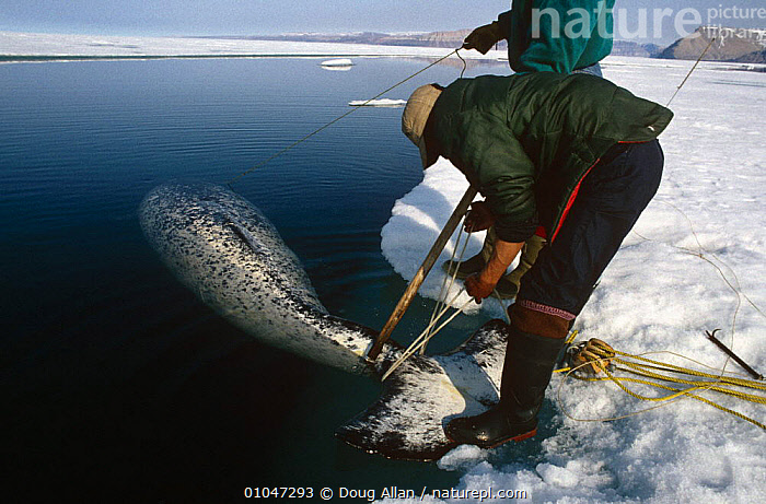 Stock photo of Inuit with hunted male Narwhal {Monodon monoceros ...