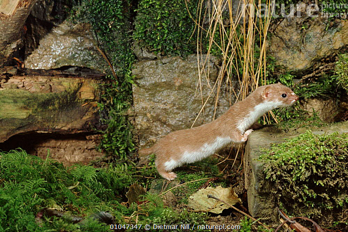 Stock photo of Weasel, Germany. Available for sale on www.naturepl.com