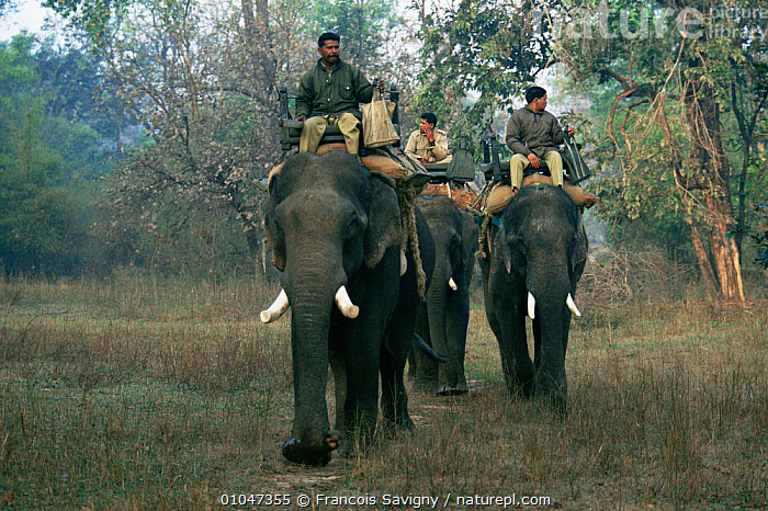 Stock photo of Park Rangers / Mahouts riding domesticated Indian ...