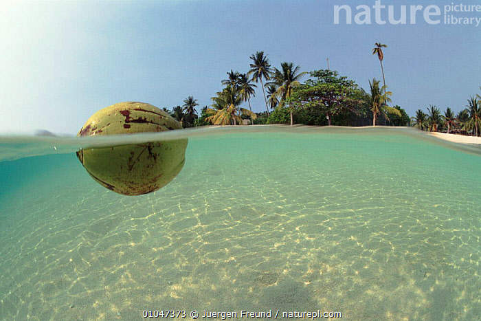 Stock photo of Coconut floating on water, split-level shot. Indo ...