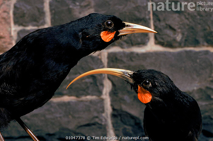 Stock photo of Huia - Stuffed birds. Extinct species. Otago museum ...