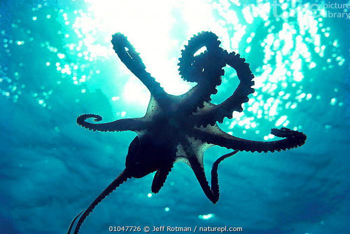 Stock photo of Octopus parachutes down on prey, Red Sea. Available for ...