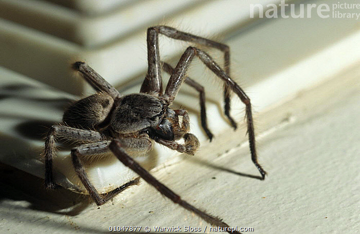 Stock photo of Huntsman spider in house (Heteropoda venatoria ...