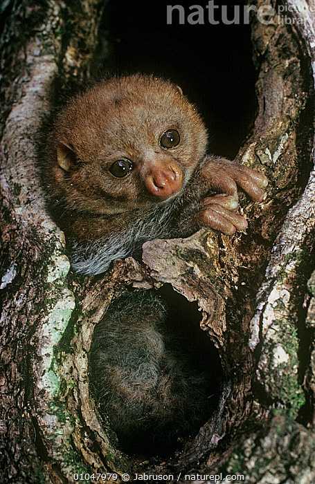 Stock photo of Potto {Perodicticus potto ibeanus} in daytime resting ...