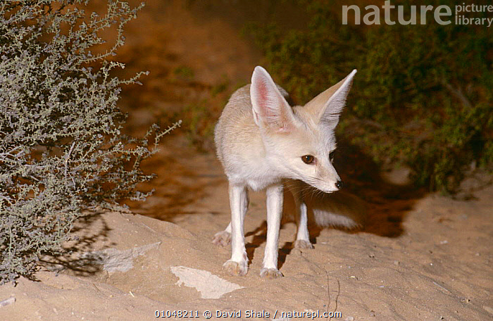 Stock photo of Sand fox {Vulpes rueppelli} in desert at night, United ...