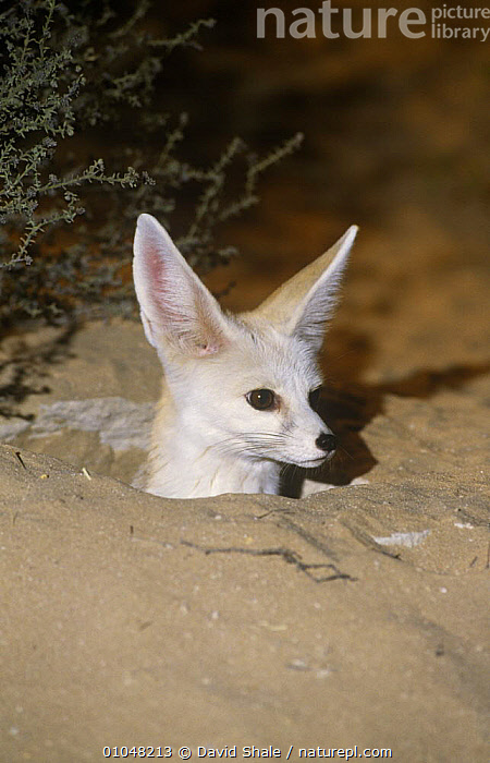 Stock photo of Sand fox {Vulpes rueppelli} emerging from desert burrow ...