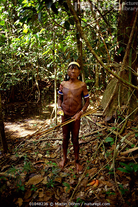 Stock photo of Kayapo indian with bow and arrow hunting deer, Amazonia ...