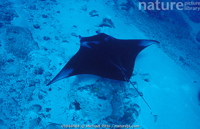 Stock photo of Pacific manta ray {Manta alfredi} Yap, Micronesia ...