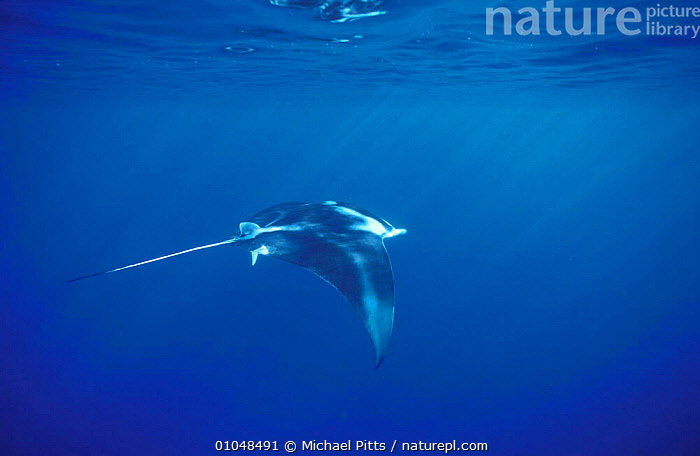 Stock photo of Pacific manta ray {Manta alfredi} Yap, Micronesia ...
