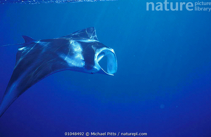 Stock photo of Pacific manta ray feeding {Manta alfredi} Yap ...