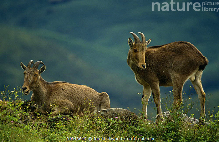 Nilgiri Tahr