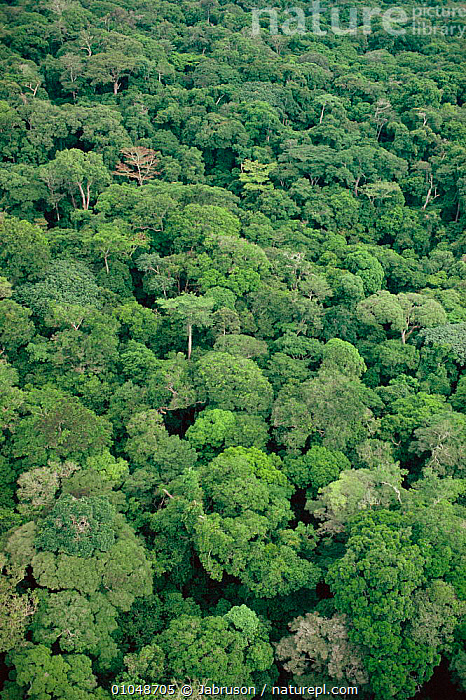 Stock photo of Aerial view of troical rainforest tree canopy during ...