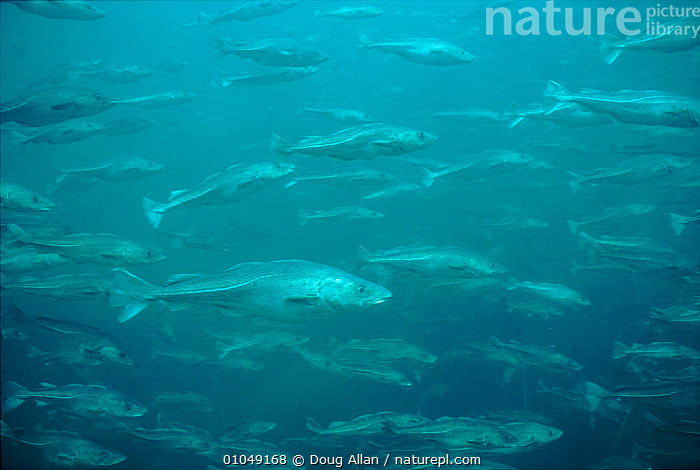 Stock photo of Shoal of Atlantic cod (Gadus morhua) in fish pen. Norway ...