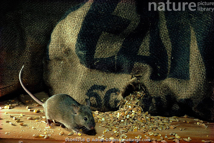 Stock photo of House mouse {Mus musculus} in grain store England ...