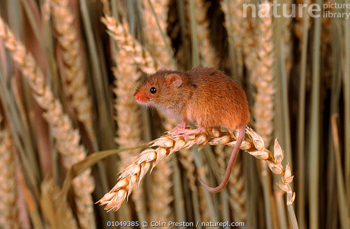 Stock photo of Harvest mouse on ripe wheat ear, UK. Available for sale ...