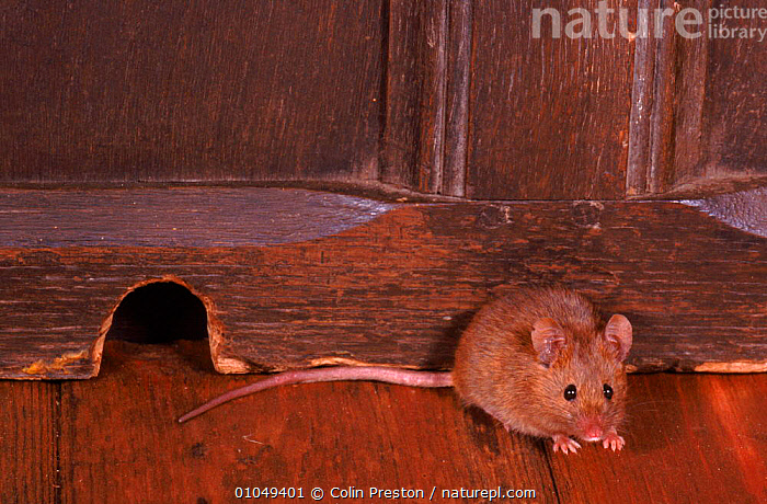 Stock photo of House mouse by skirting board in house, UK. Available ...