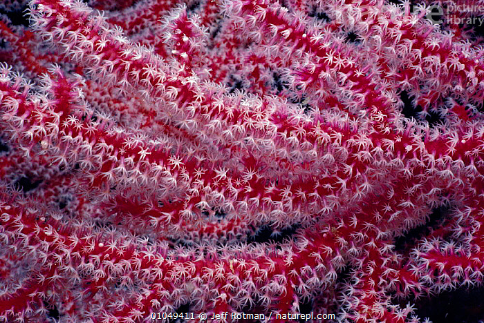 Stock photo of Gorgonia coral close up {Gorgonacea} Papua New Guinea ...