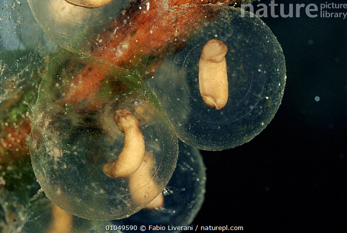 Stock photo of Yellow bellied toad - eggs with developing embryos ...