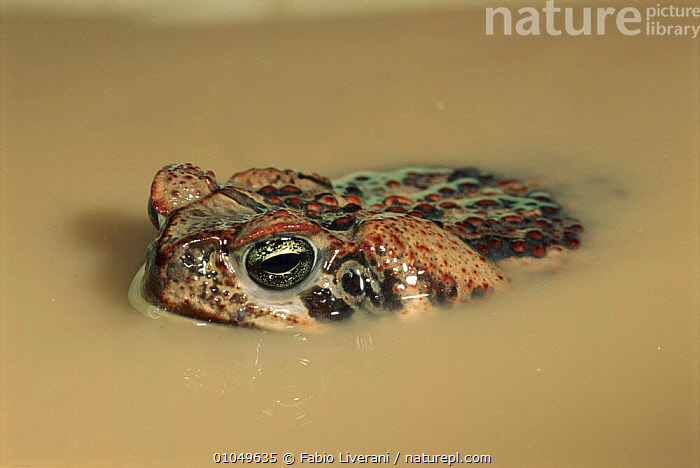 Stock photo of Giant toad in muddy water, Italy, Europe. Available for ...