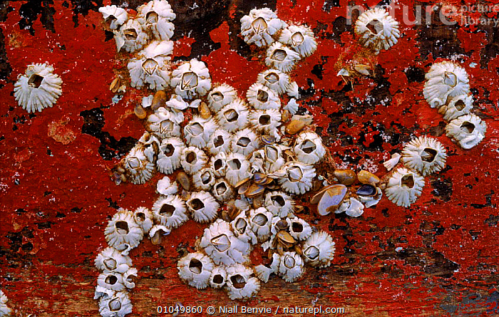 Stock photo of Barnacles on underside of boat, Scotland.. Available for ...