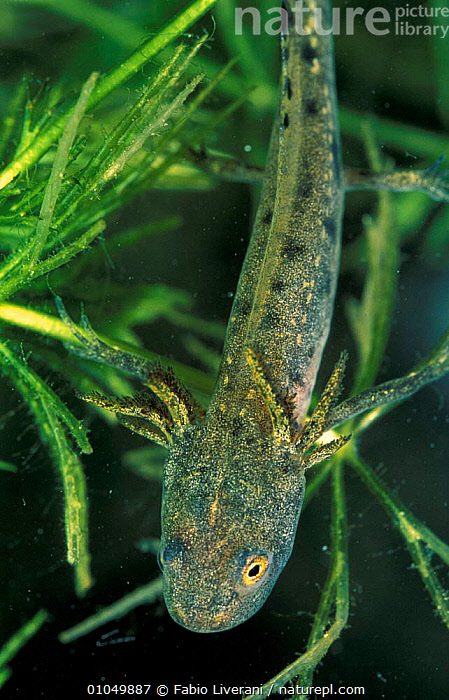 Stock photo of Crested newt larva with limbs developed {Triturus ...