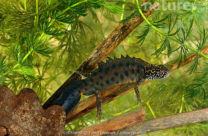 Stock photo of Male Crested newt {Triturus cristatus carnifex} Italy ...