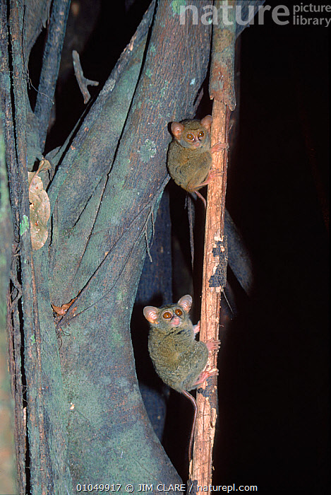 Stock photo of Spectral tarsiers (Tarsius tarsier / spectrum / fuscus ...
