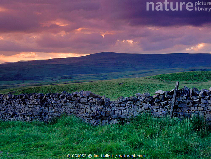 Stock photo of Cheviot hills with dry stone wall. Northumberland ...