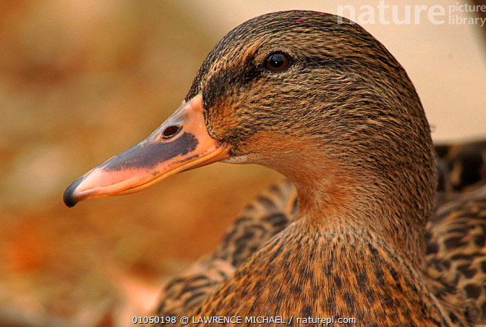 Stock photo of Female Mallard head close-up, USA. Available for sale on ...