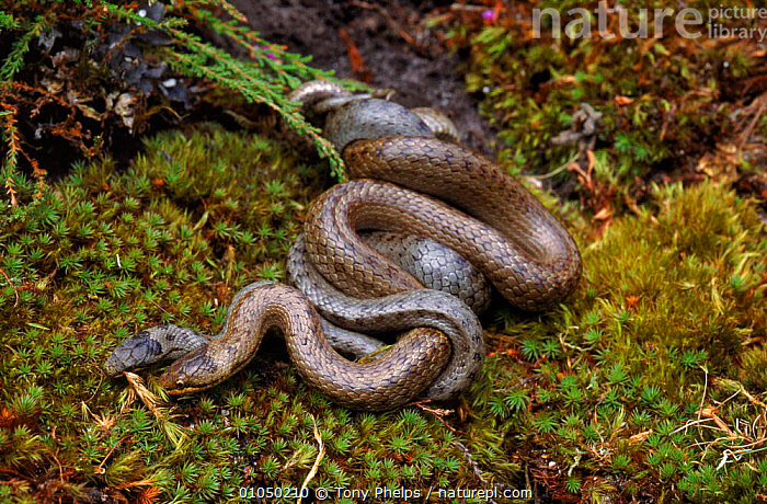 Stock photo of Smooth snakes mating, Dorset UK. Available for sale on ...