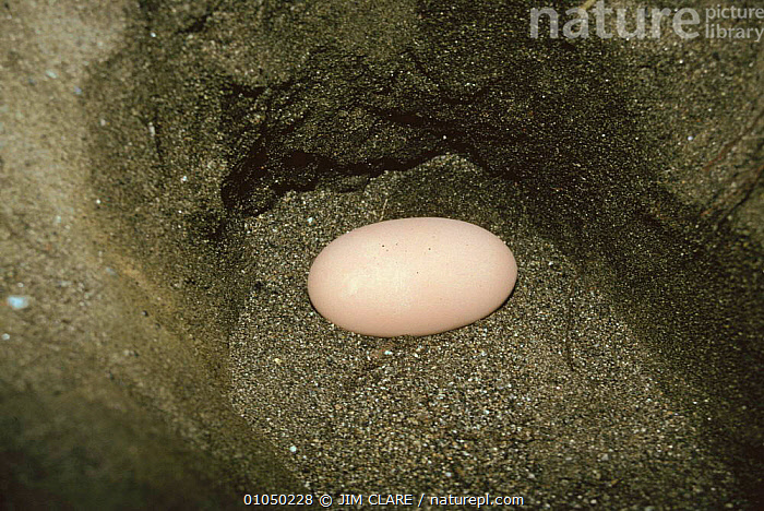 Stock photo of Maleo fowl egg in nest {Macrocephalon maleo} Sulawesi ...