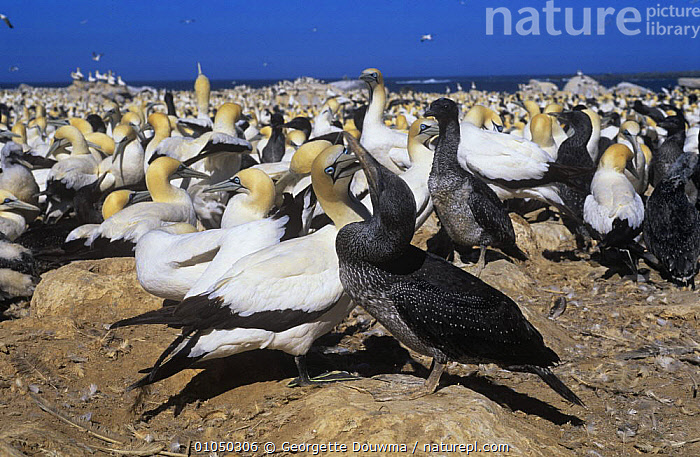 Stock photo of Cape gannet (Morus capensis) with chick on nest, Nesting ...