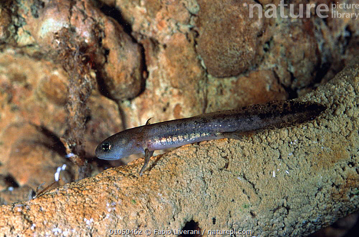 Stock photo of European salamander larva {Salamandra salamandra} Italy ...