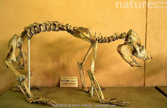 Stock photo of Skeleton of extinct Lemur {Megaladapis edwardsii ...