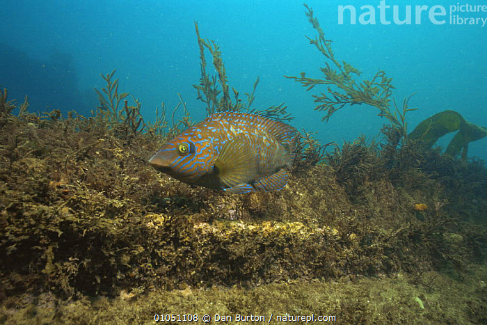 Stock photo of Rock cook wrasse {Centrolabrus exoletus} Devon, UK ...