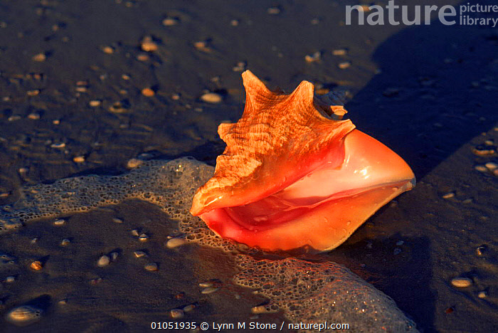 Stock photo of Queen conch shell on Florida beach, USA. Available for ...