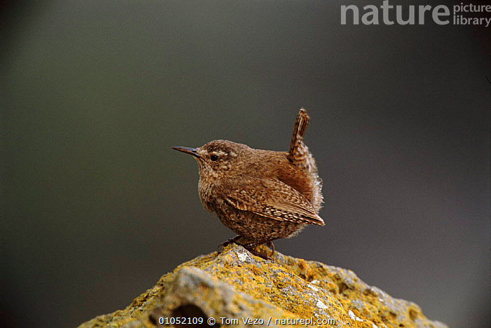 Stock photo of Wren perched on stone, Alaska, USA. Available for sale ...