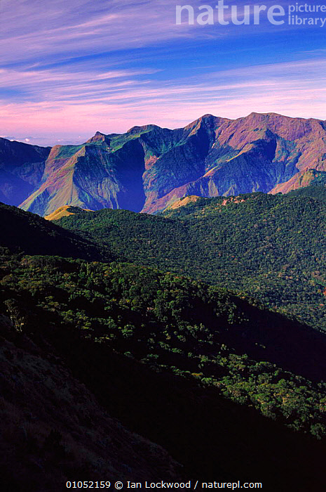 Stock photo of Pambadam shola forest, Top Station, Western Ghats, Tamil ...