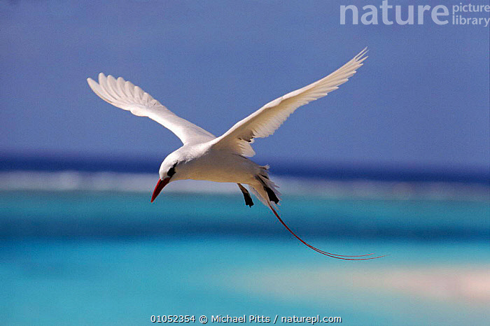 Stock photo of Red tailed tropic bird flying, Midway Atoll, Pacific ...