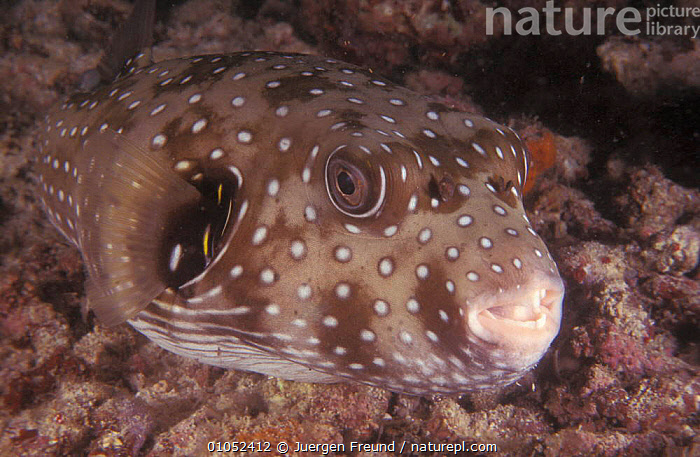 Stock photo of Toby fish {Arothron hispidus} aka Death pufferfish ...