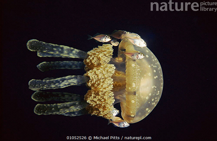 Stock photo of Papua jelly fish with fish near tentacles, Palau ...