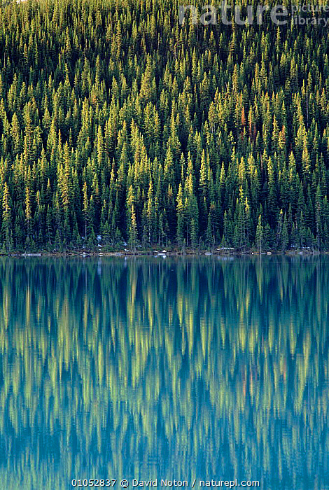 Stock photo of Reflection of pine trees in Lake Louise, Banff NP ...