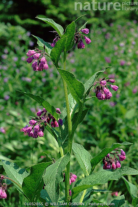 Stock photo of Comfrey in flower, England, UK. Available for sale on ...