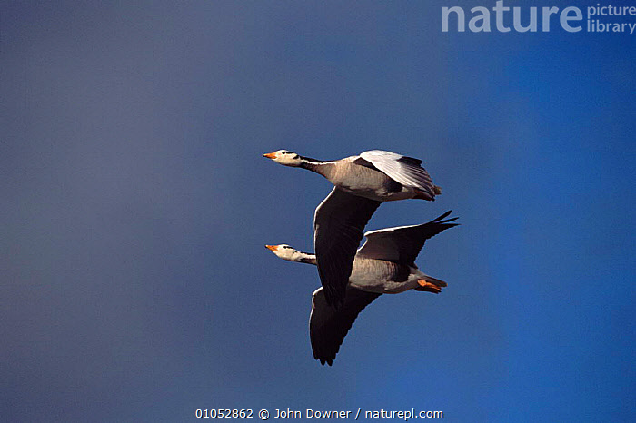 Stock photo of Bar headed geese flying, photographed during filming of ...
