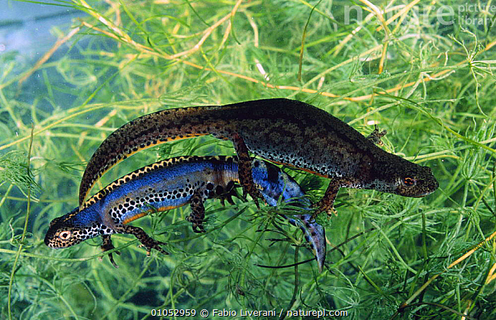 Stock photo of Alpine newt pair {Triturus alpestris} male on left ...
