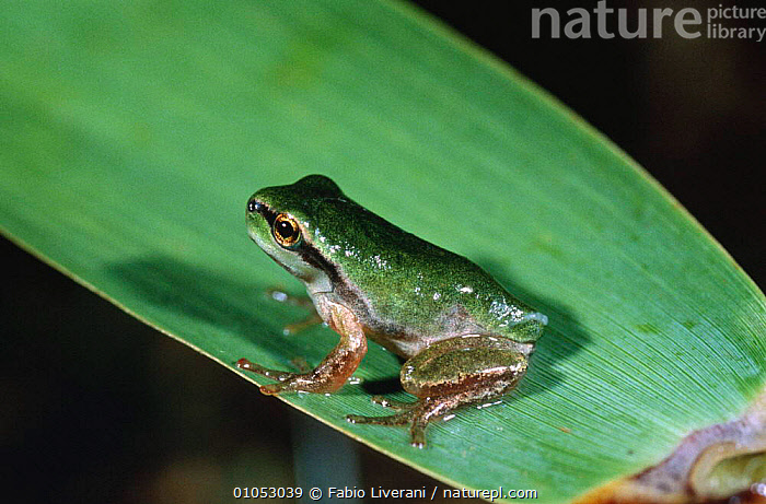 Stock photo of Life cycle of Common tree frog {Hyla arborea} young ...