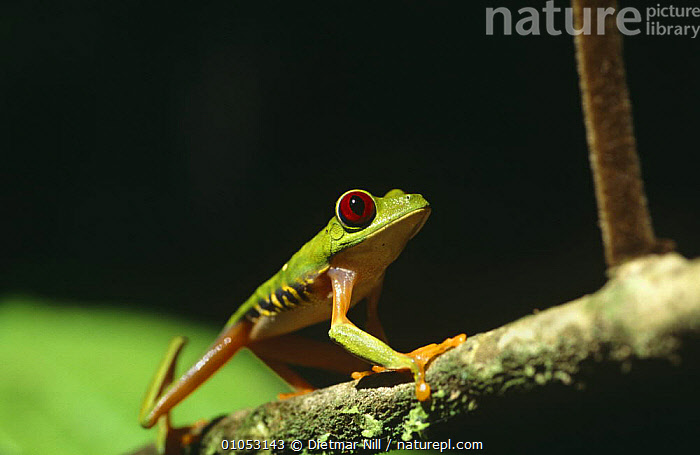 Stock photo of Red eyed tree frog {Agalychnis callidryas} Panama ...