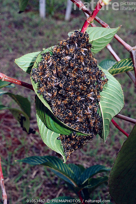 Stock photo of Africanized 'killer' honey bee swarm {Apis mellifera ...