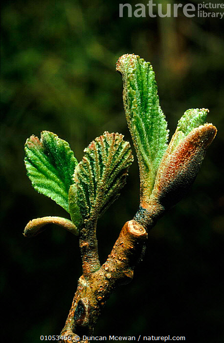 Stock photo of Common alder tree leaves unfurling, Scotland. Available ...