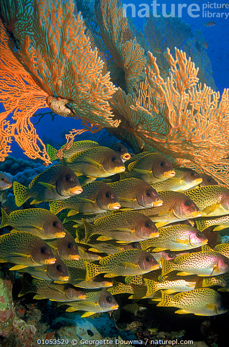 Stock photo of Blackspotted sweetlips fish on coral reef, Red Sea ...